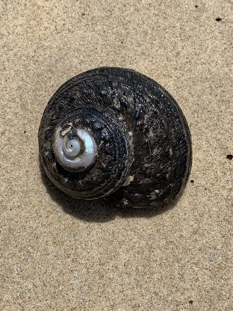 Rough turban shell from M1, Valla, NSW, AU on November 22, 2024 at 01: ...