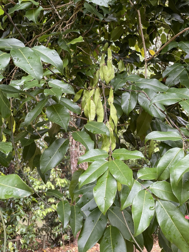 Derris rubrocalyx from Malanda QLD 4885, Australia on November 22, 2024 ...