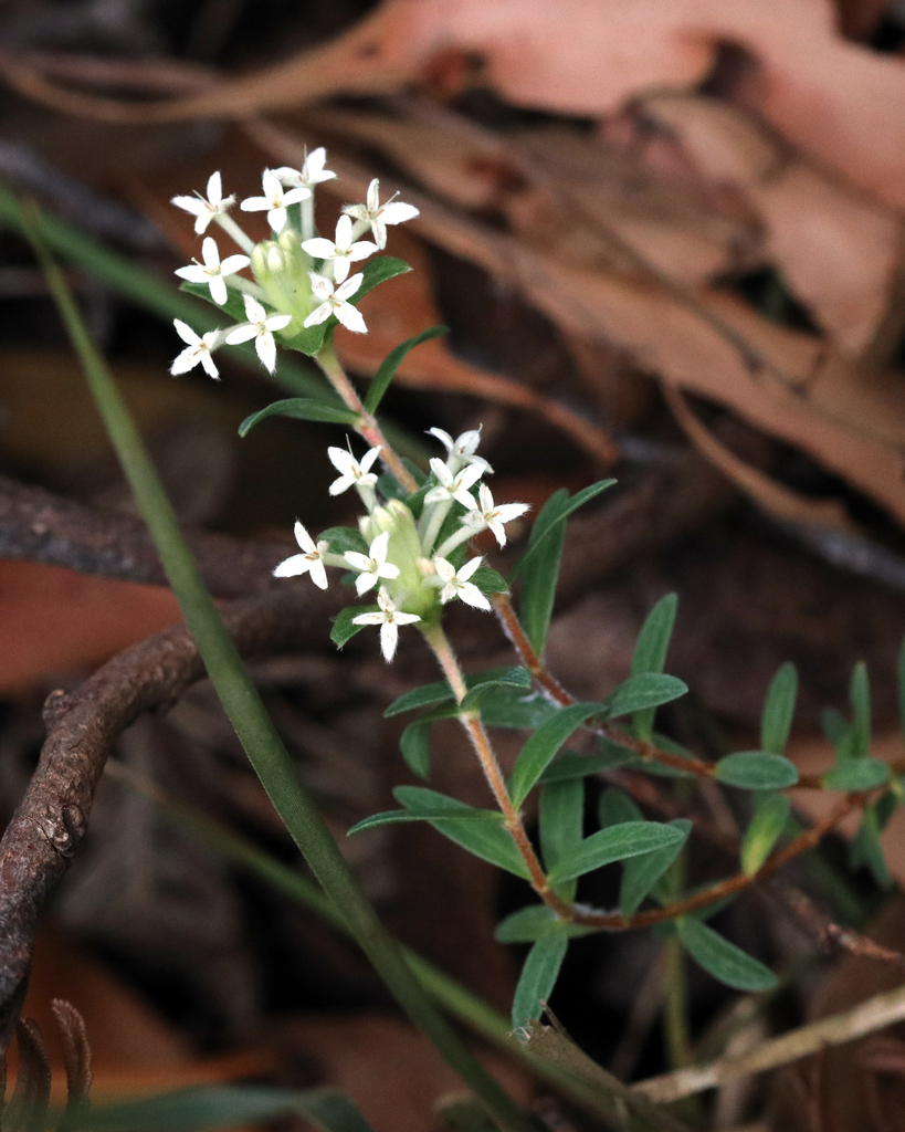 Common Rice-flower from Kawarren VIC 3249, Australia on November 19 ...