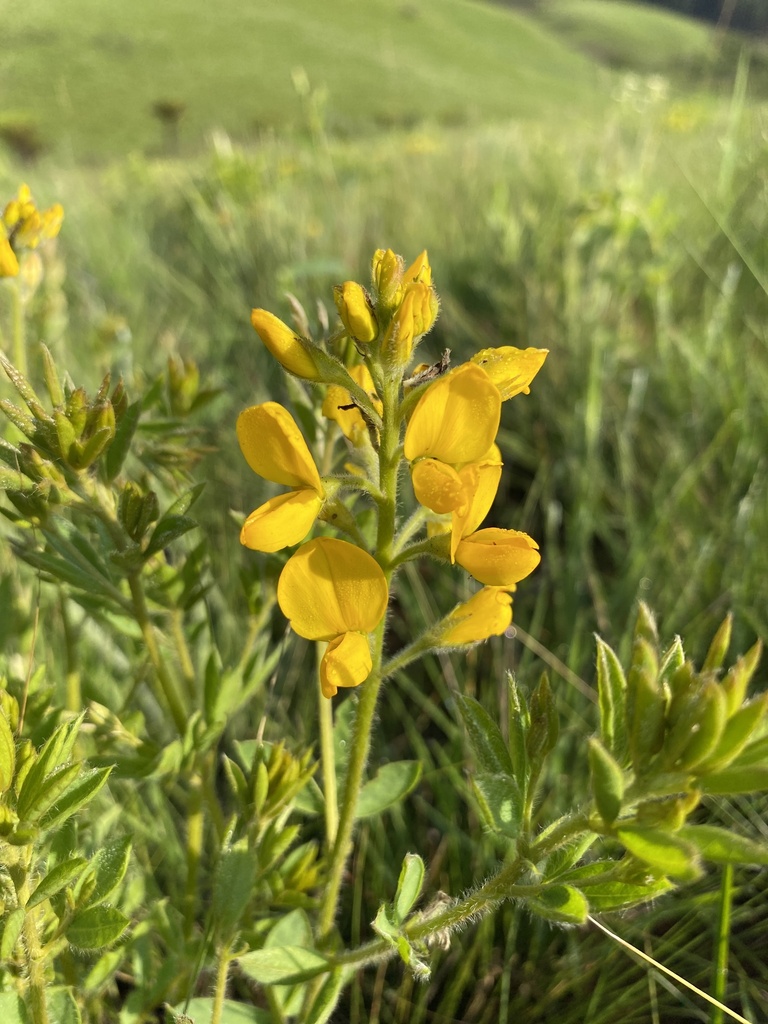 Graskop SIlverpod from Thaba Chweu, Sabie, Mpumalanga, ZA on November 22, 2024 at 07:17 AM by ...