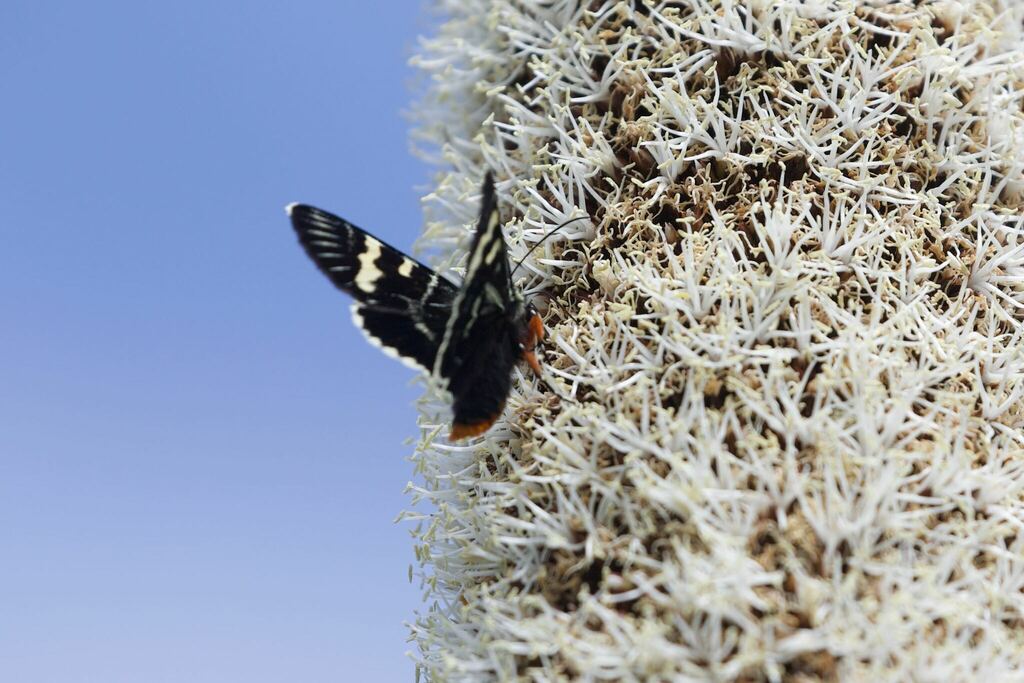 Forester Moths from 51 Kunyung Rd, Mount Eliza VIC 3930, Australia on ...