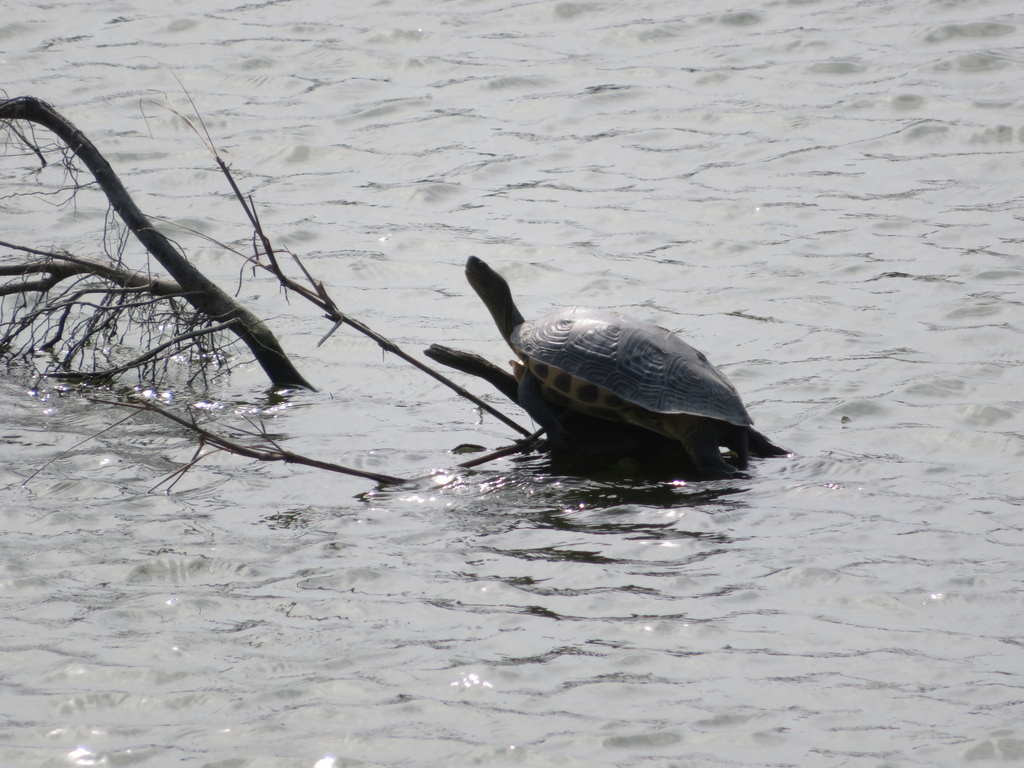 Common thread turtle from 638台灣雲林縣麥寮鄉 on November 22, 2024 at 12:30 PM ...