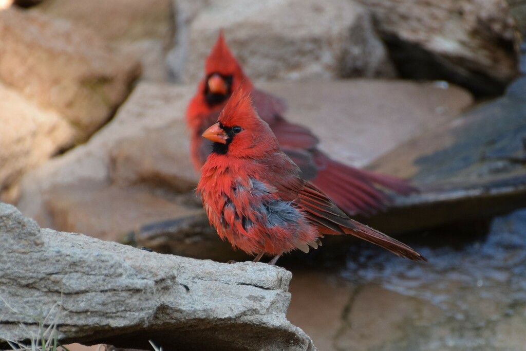 Northern Cardinal from Randall County, TX, USA on November 16, 2024 at ...