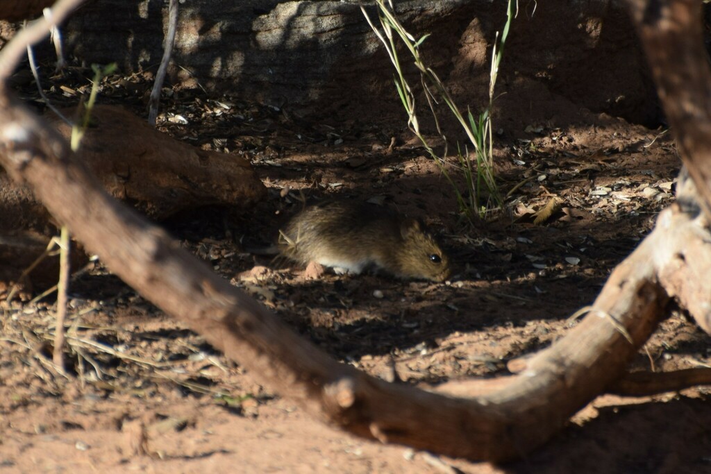 Hispid Cotton Rat from Randall County, TX, USA on November 16, 2024 at ...