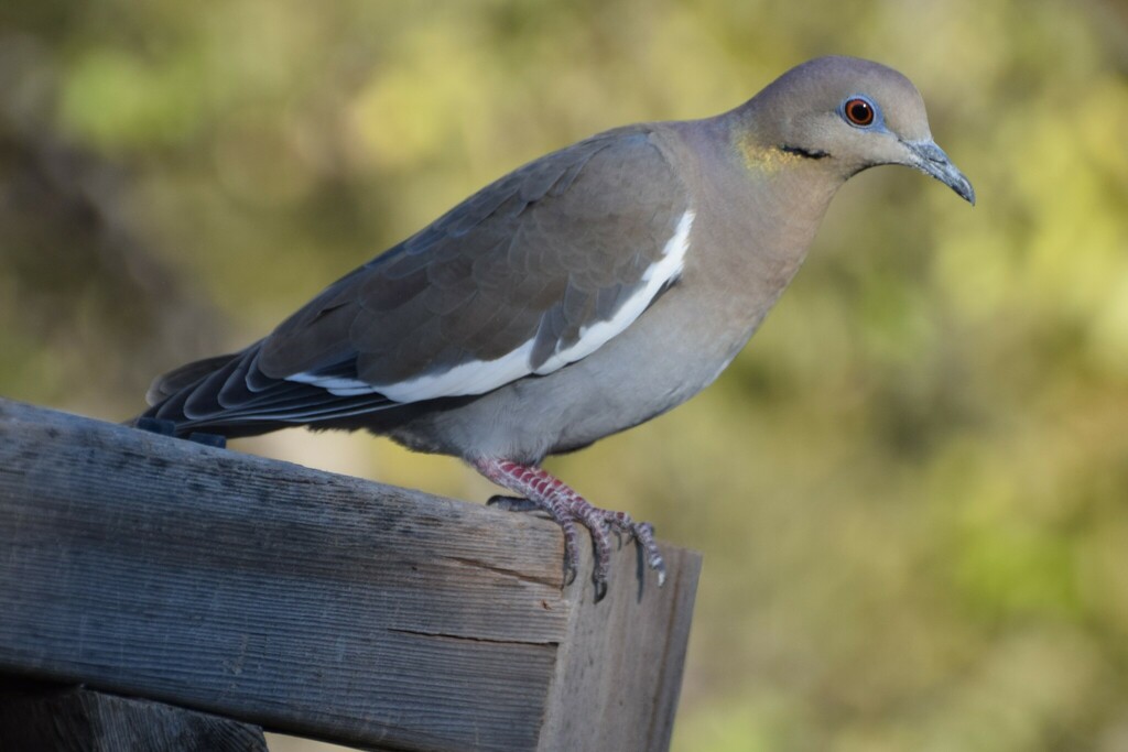 White-winged Dove from Randall County, TX, USA on November 16, 2024 at ...