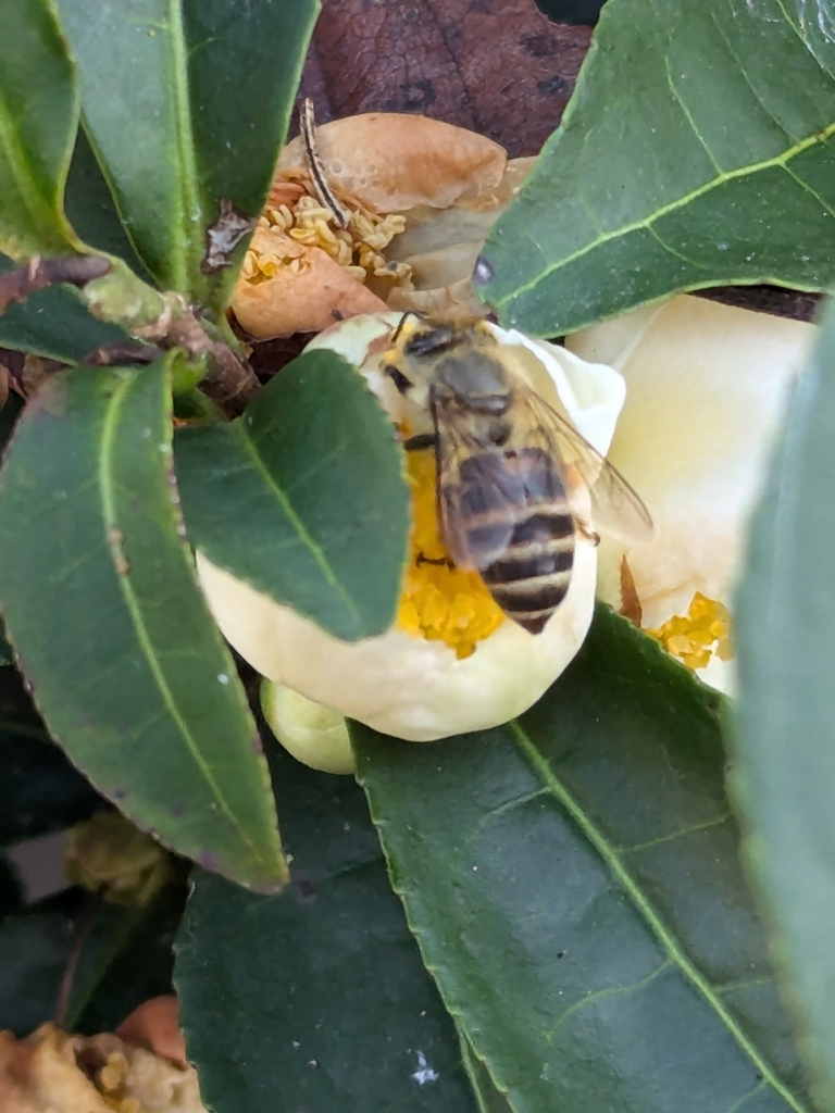 Japanese Honey Bee from 日本、神奈川県三浦市三崎町 on November 22, 2024 at 02:20 PM ...