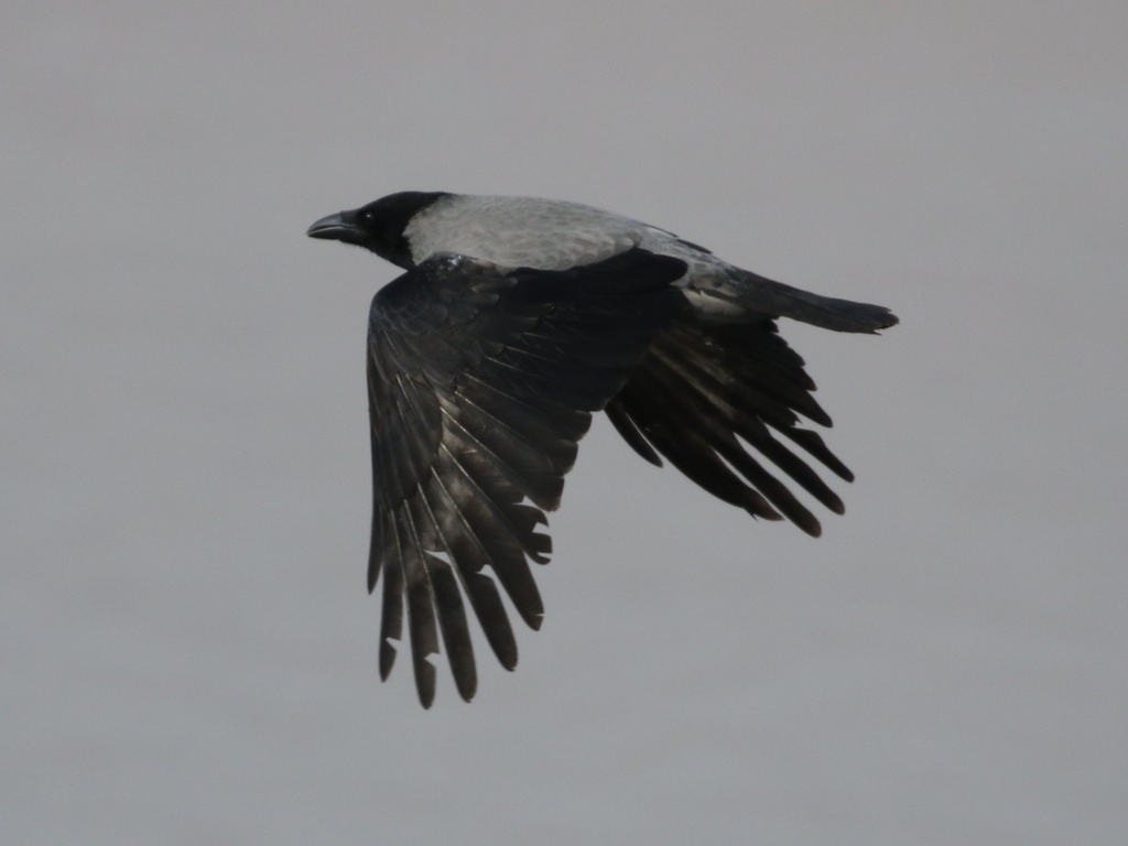 Hooded Crow from Vake-Saburtalo, Tbilisi, Georgia on November 21, 2024 ...
