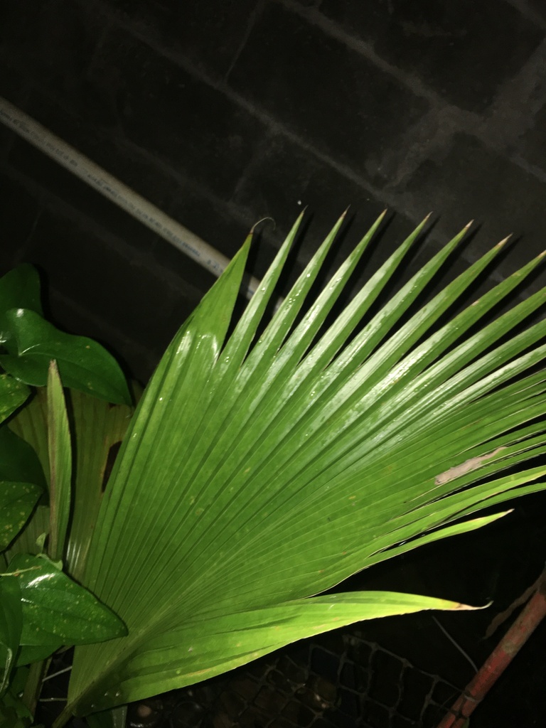 Vanuatu Fan Palm from Calle 4, Veraguas, PA on November 22, 2024 at 12: ...