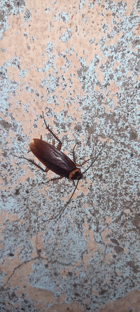 American Cockroach from Chitré, Provincia de Herrera, Panamá on ...