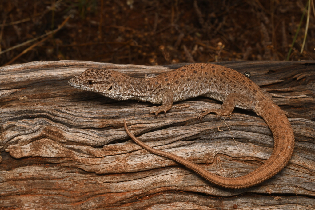 Stripe-tailed Monitor in November 2024 by Bryce van der Heide · iNaturalist