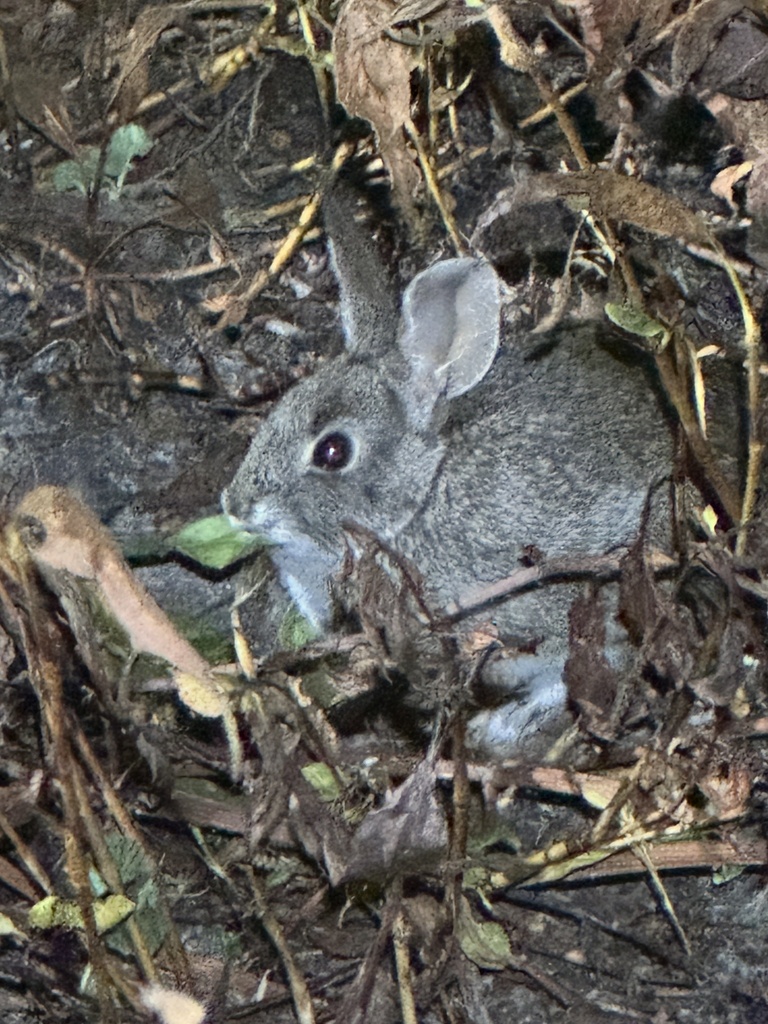 Brush Rabbit from Fort Ord National Monument, Salinas, CA, US on ...