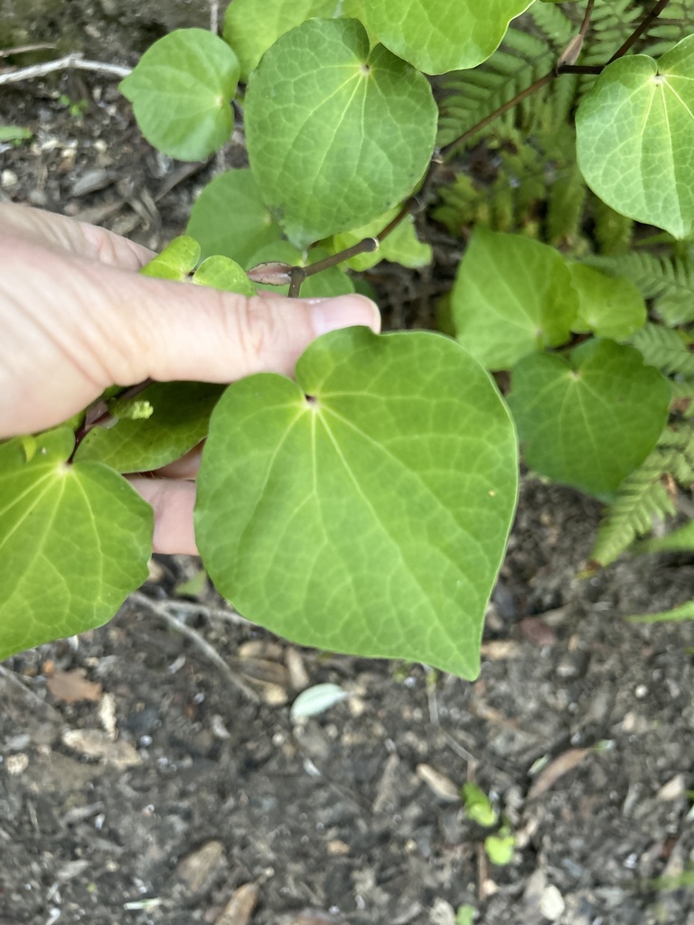 Kawakawa from South Island / Te Waipounamu, Motueka, Tasman, NZ on ...