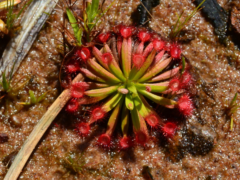 Drosera fulva from Koolpinyah NT 0822, Australia on April 18, 2017 at ...