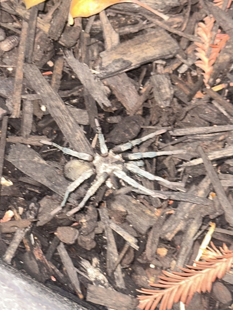 False Tarantula from Kristin Way, Walnut Creek, CA, US on November 21 ...