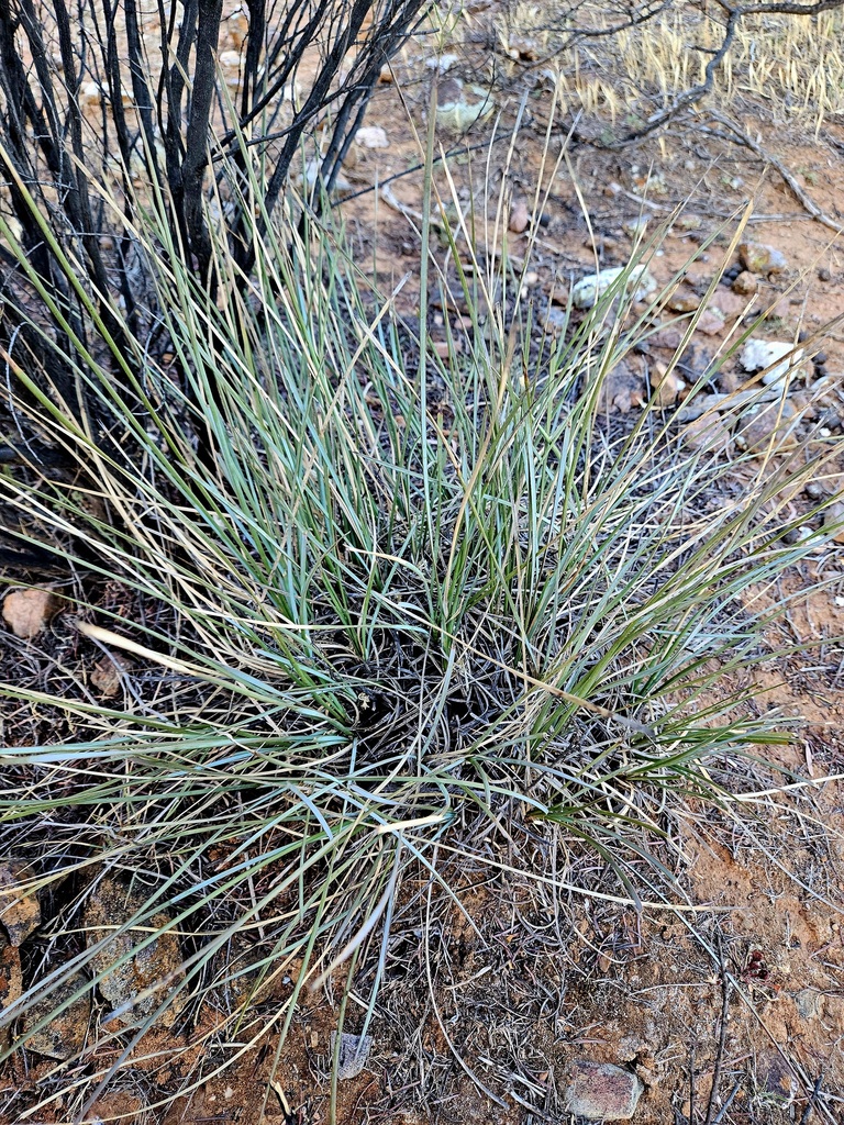 Scented Mat-rush in November 2024 by David Spencer Muirhead · iNaturalist