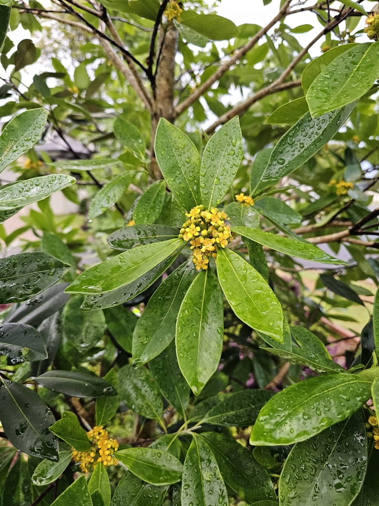 Water Gum from Robina QLD 4226, Australia on November 22, 2024 at 06:15 ...