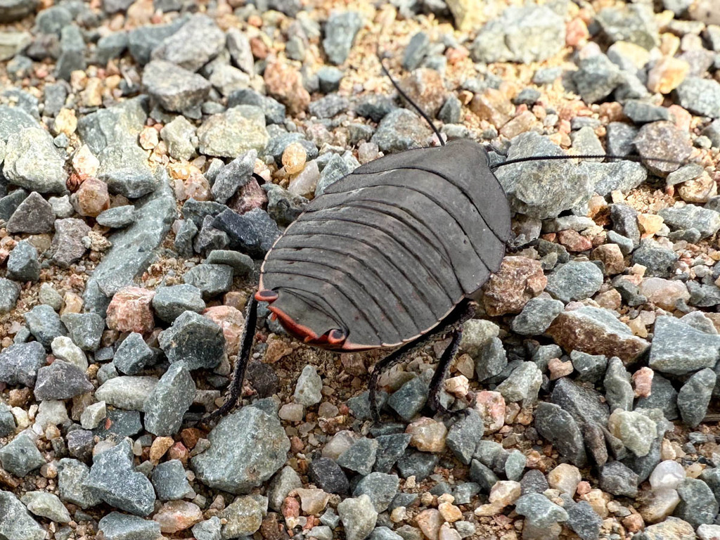 Botany Bay Cockroach from Ben Boyd, Bega Valley, New South Wales ...
