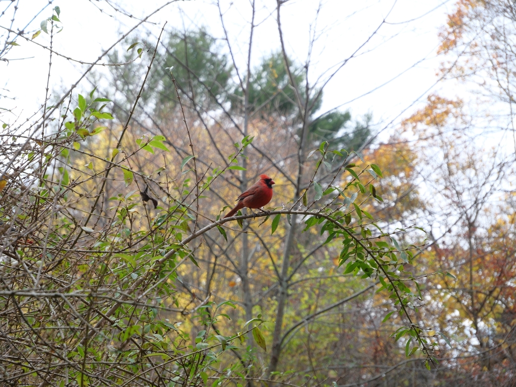 Northern Cardinal in November 2024 by crazywolf828 · iNaturalist