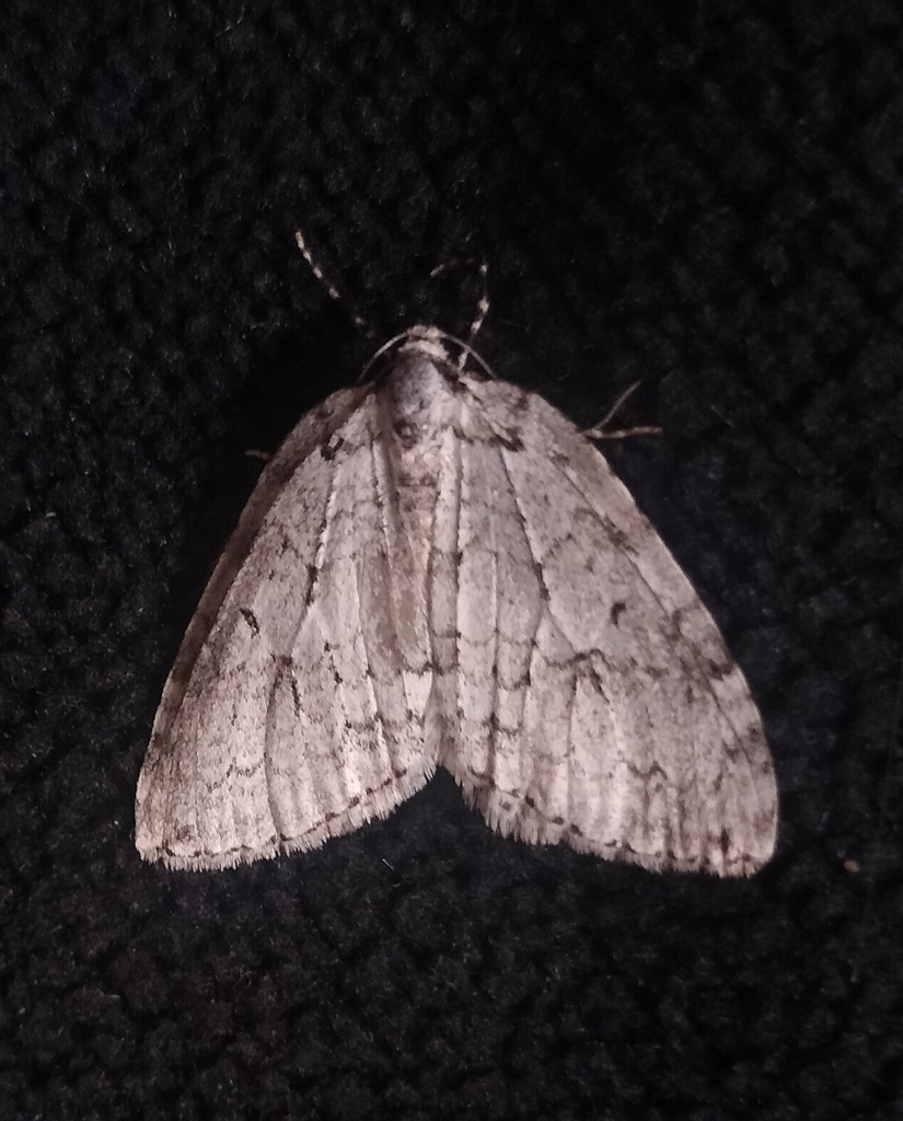 Autumnal Moth from Arcata, CA, USA on November 21, 2024 at 12:56 PM by ...