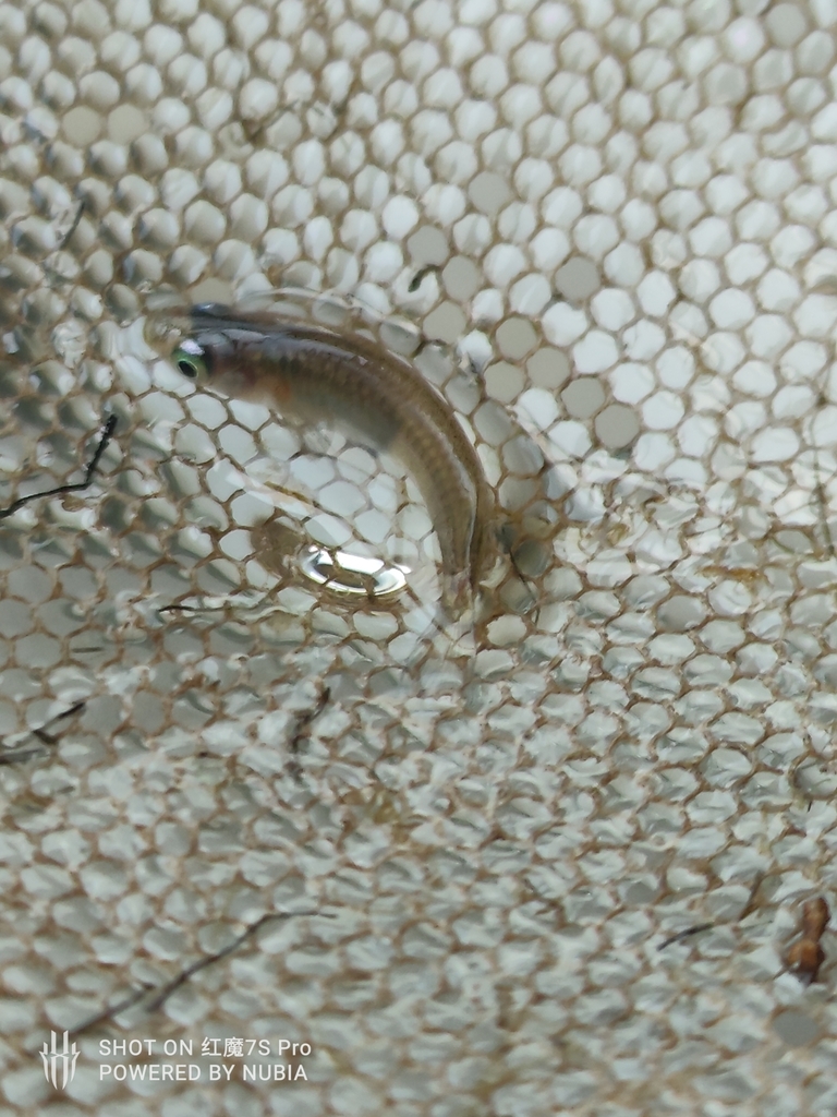 Chinese rice fish from 浙江省舟山市定海区舟山市金舟电子机械有限公司 on November 22, 2024 at ...