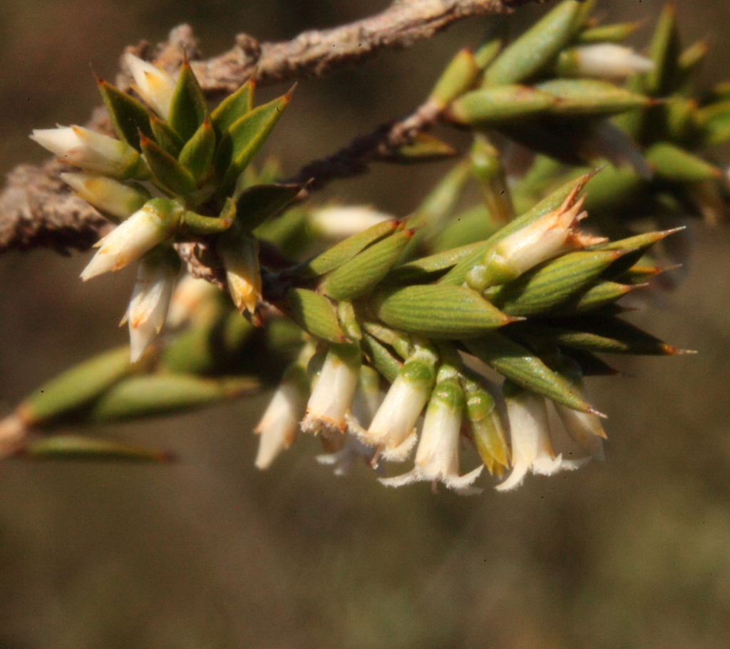 beard-heaths from Point Anne WA on March 21, 2021 by geoffbyrne. WA ...