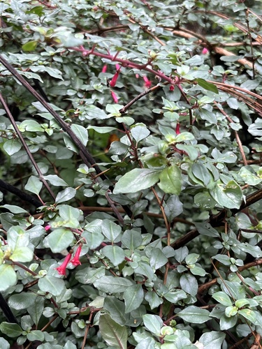 (Fuchsia microphylla subsp. quercetorum)