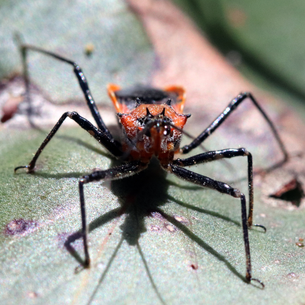 Orange Assassin Bug from Bells Beach VIC 3228, Australia on November 17 ...