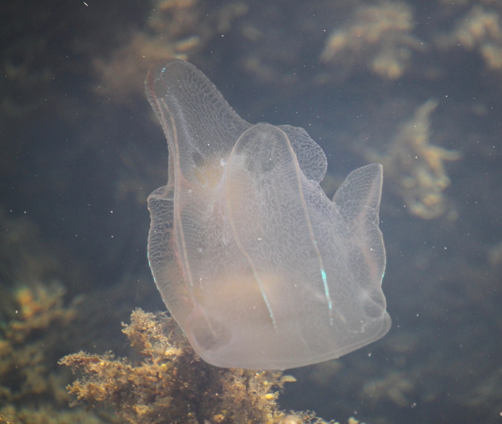 Winged Pocket Comb Jelly from Sydney NSW, Australia on November 20 ...