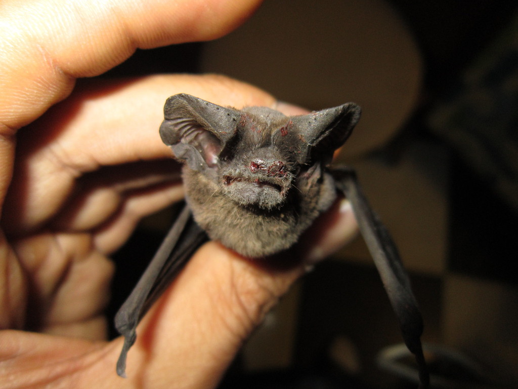 Mexican Free-tailed Bat from Fontibón on August 10, 2013 by Carlos A ...