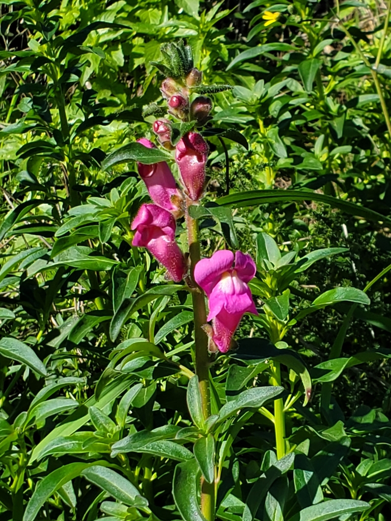 Snapdragon from El Bruc, 08294, Barcelona, Spain on November 22, 2024 ...