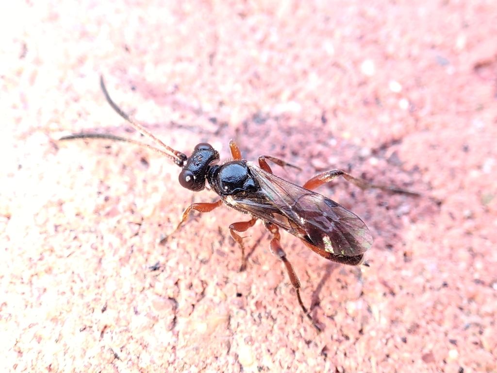 Ichneumonid Wasps from Beijing, Beijing, CN on November 19, 2024 at 11: ...