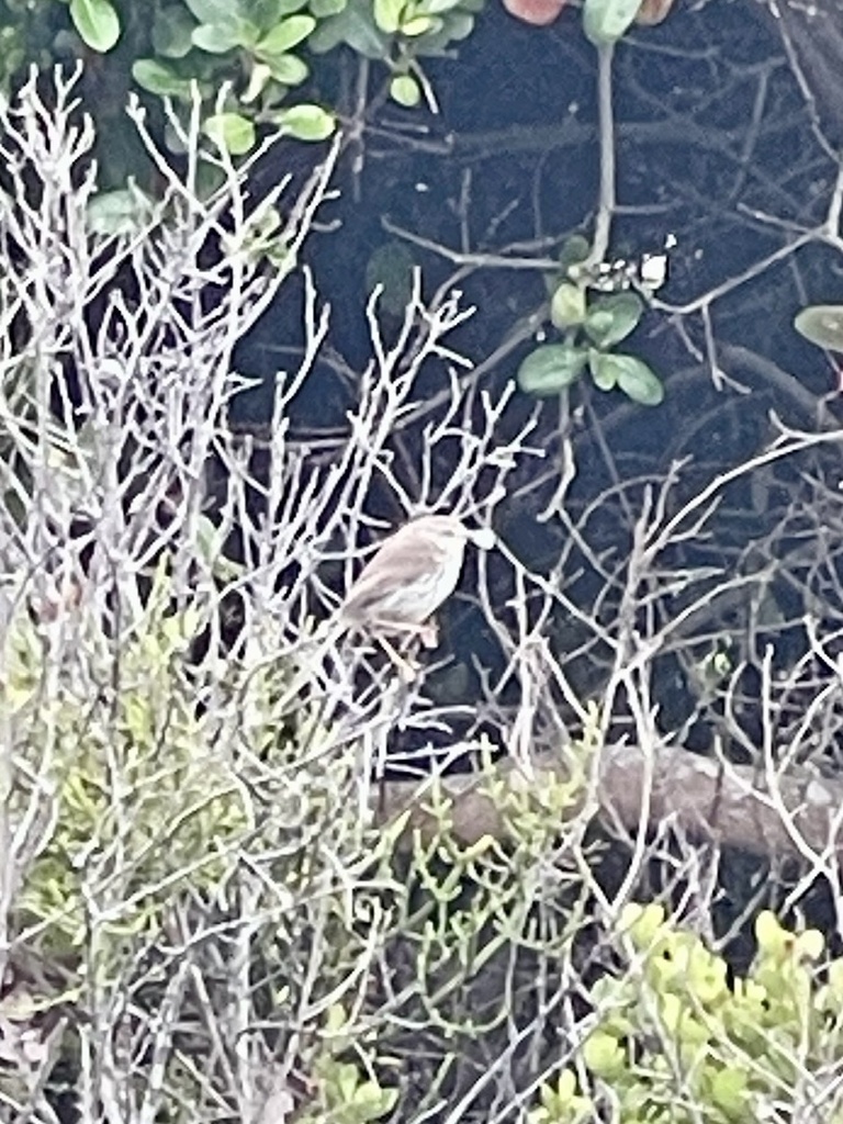 Shrub Karoo Prinia from Table Mountain National Park, Cape Point ...