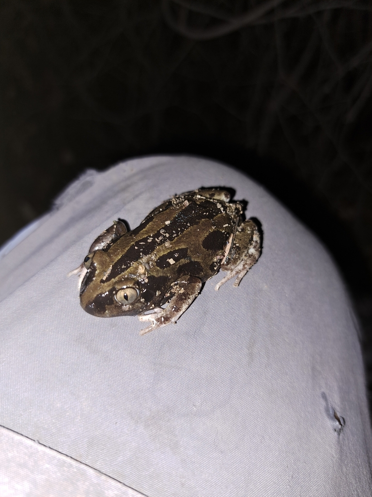 Senegal Running Frog from Otjozondjupa, Namibië on November 19, 2024 at ...