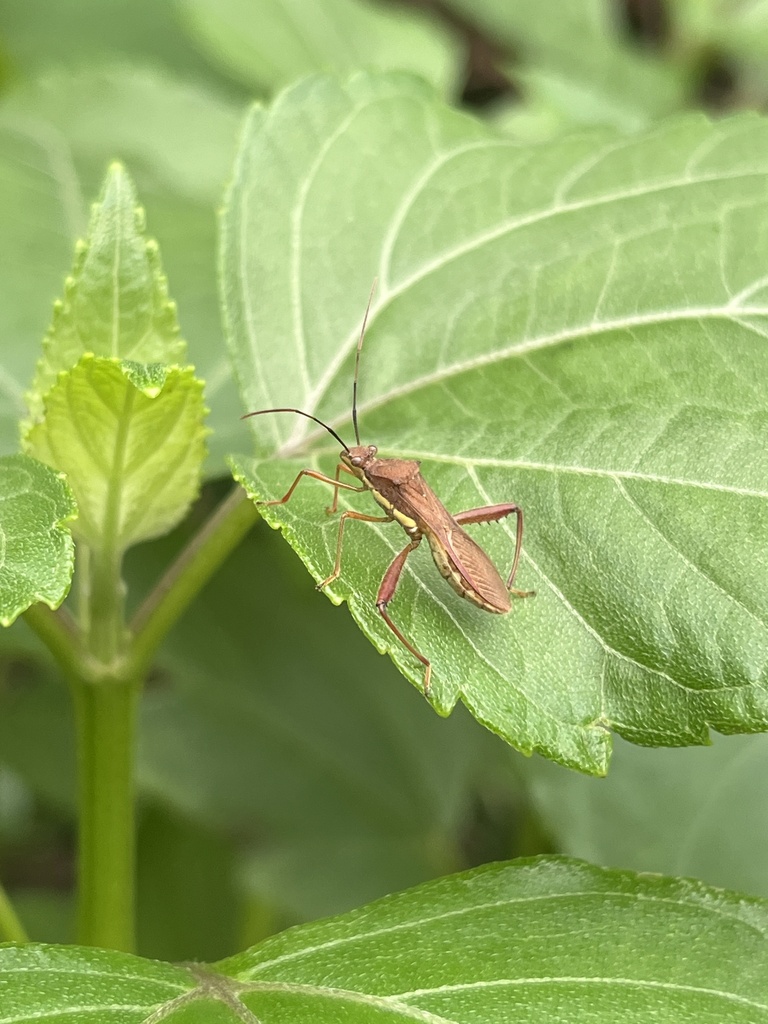 Riptortus linearis in November 2024 by Nakatada Wachi · iNaturalist