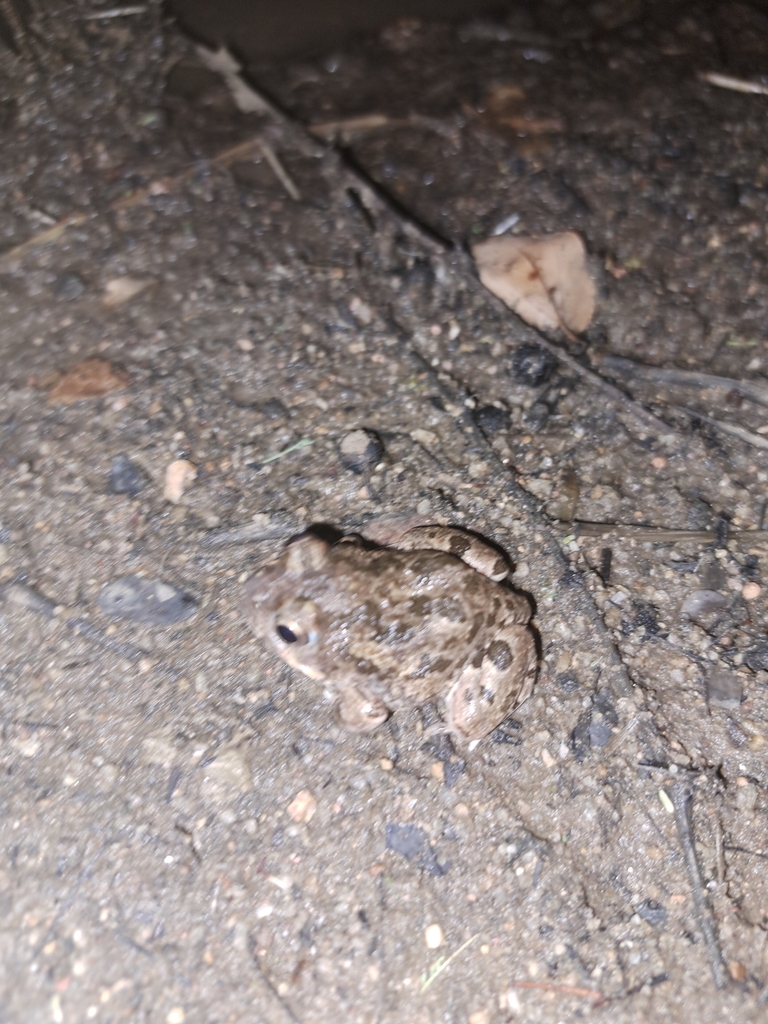 Tandy's sand frog from Otjozondjupa, Namibië on November 19, 2024 at 08 ...