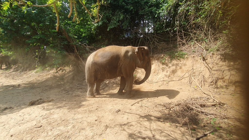 Asian Elephant in November 2024 by Delia. Elephant rescue center ...