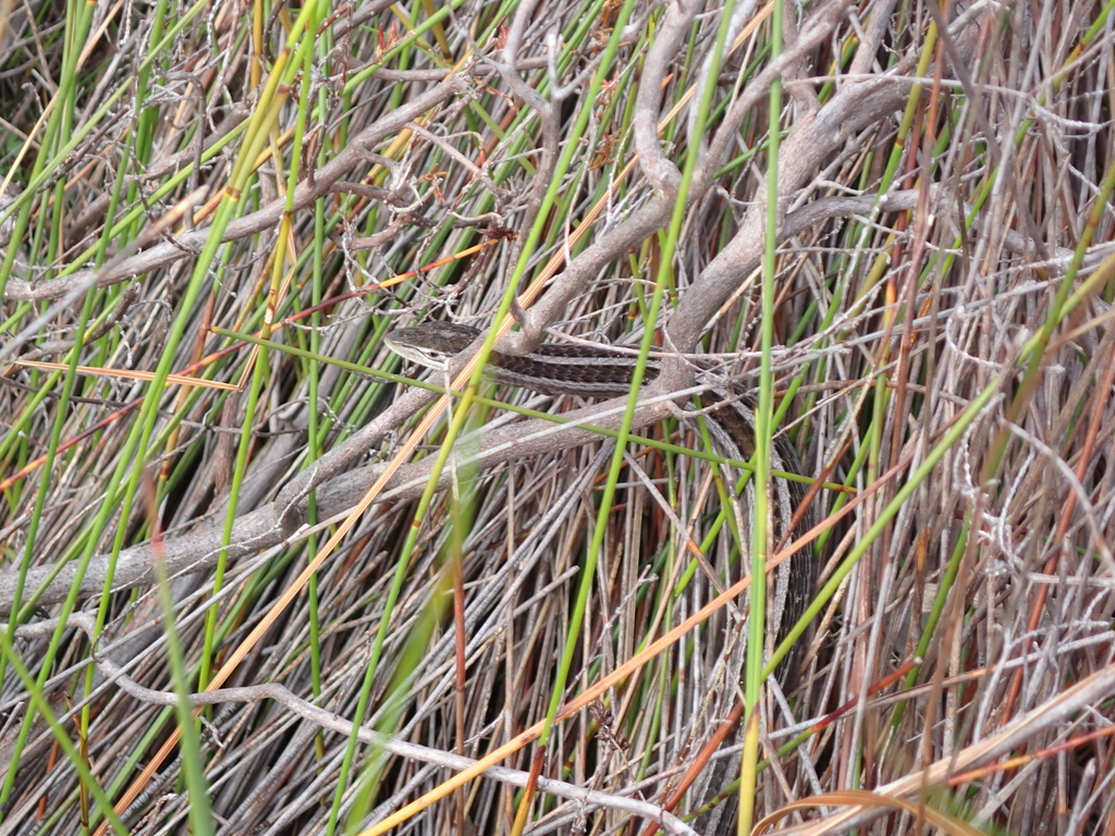 Cape Snake Lizard from Klein Blommefontein, MDV_ACU 058, Overberg ...