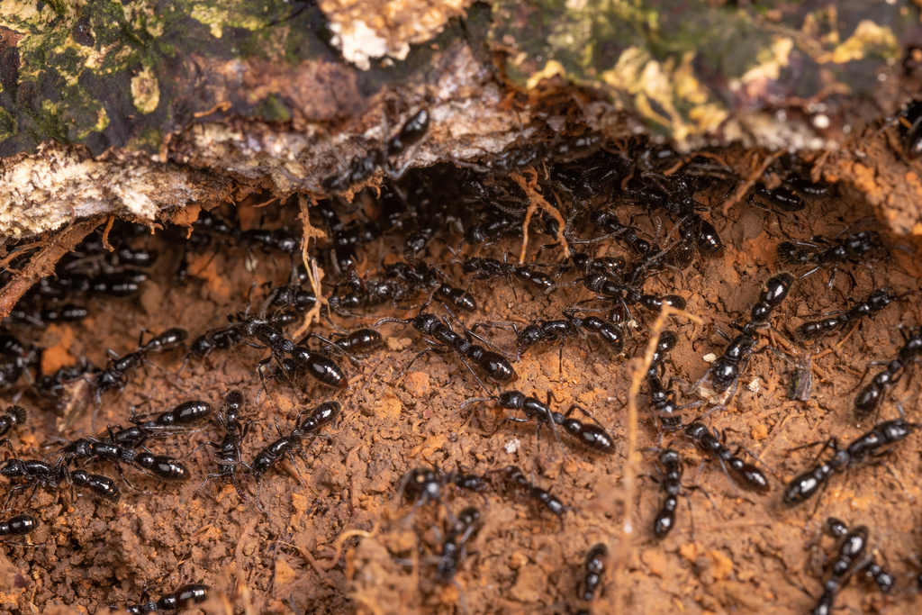 Asian Raider Ant from 中国云南省临沧市沧源佤族自治县 on November 21, 2024 at 10:46 PM ...