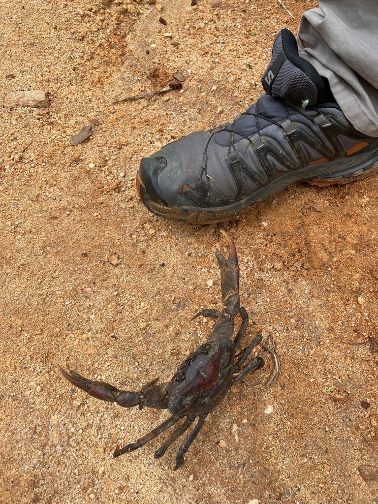 African Freshwater Crabs from Mpwapwa, TZ on November 8, 2024 at 02:42 ...