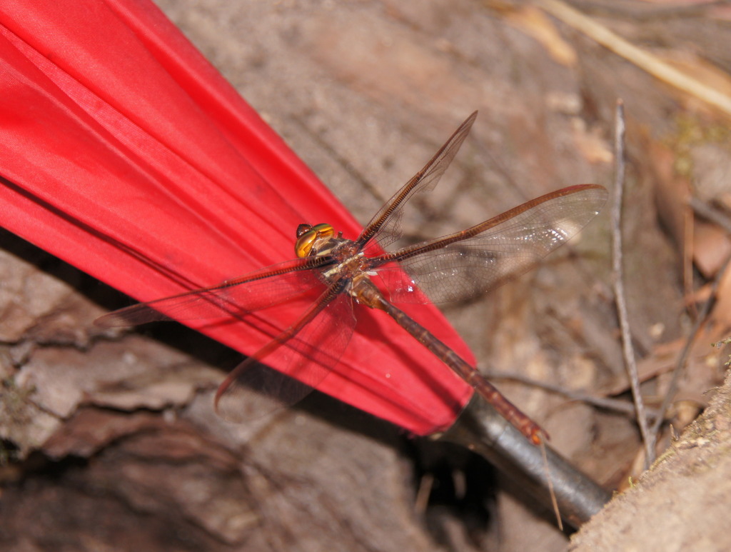 Southern Giant Darner from Wingan River VIC 3891, Australia on January ...