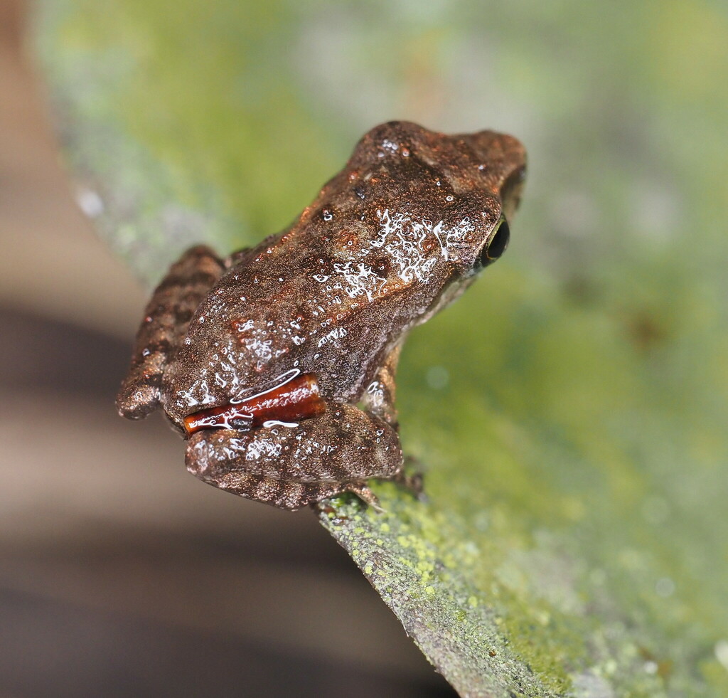 Cachabi Robber Frog from Manta, Ecuador on November 21, 2024 at 09:47 ...