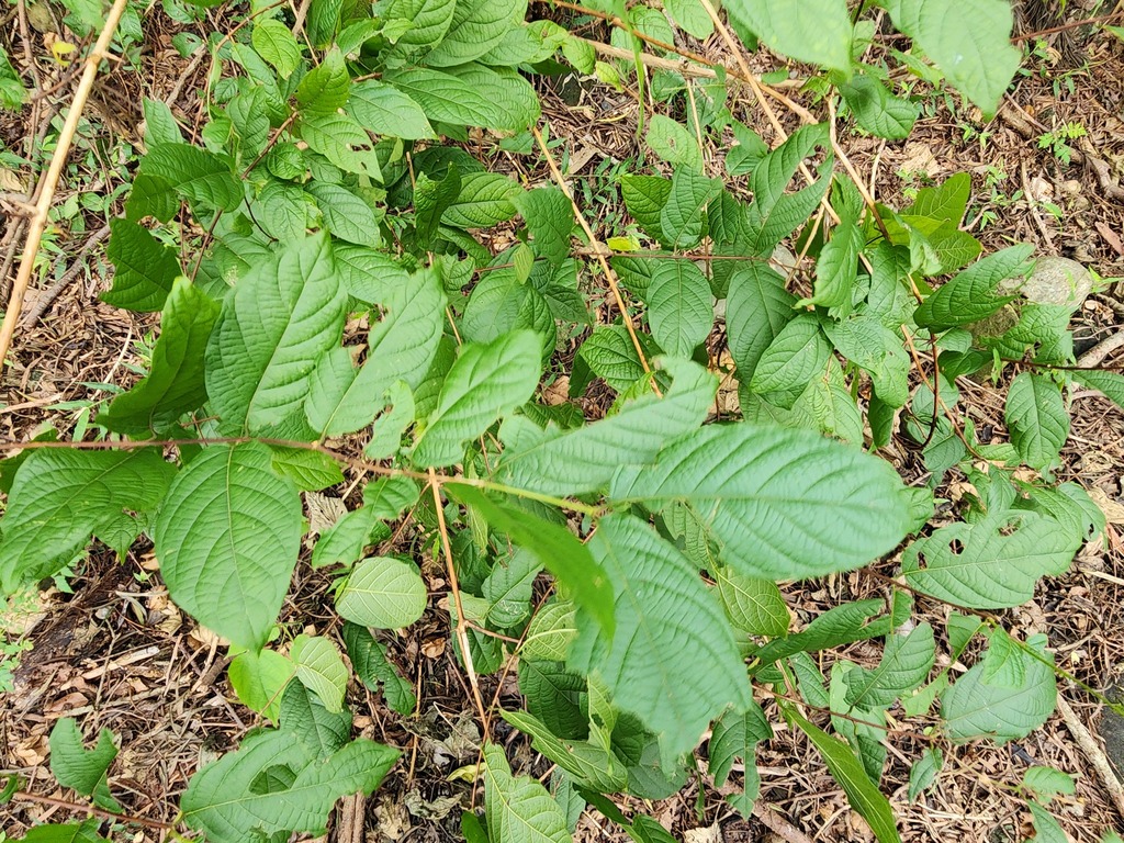 Rangoon Creeper from 台灣臺北 on November 22, 2024 at 01:47 PM by 胡正恆 ...