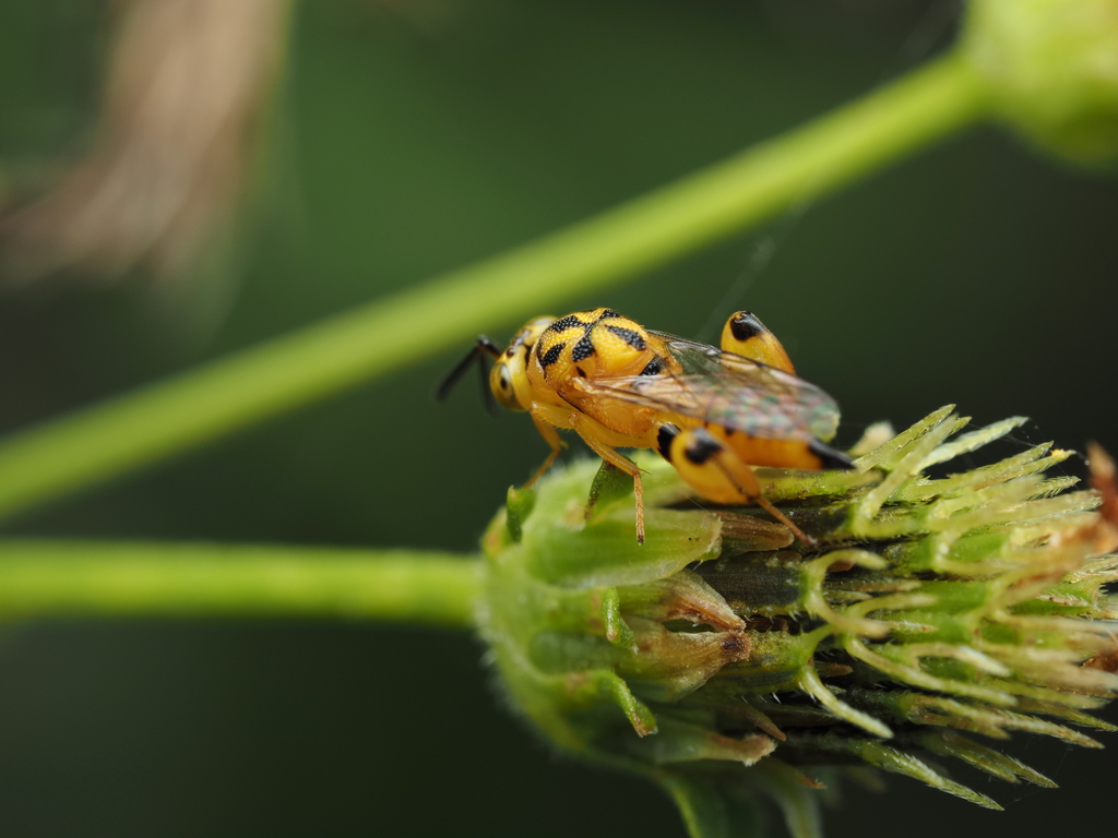 Conura amoena from Kendall, FL, USA on November 12, 2024 at 02:57 PM by ...