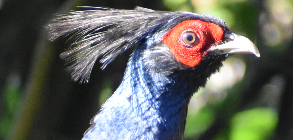 Kalij Pheasant from Island of Hawai'i, Hawaii, USA on January 15, 2024 ...
