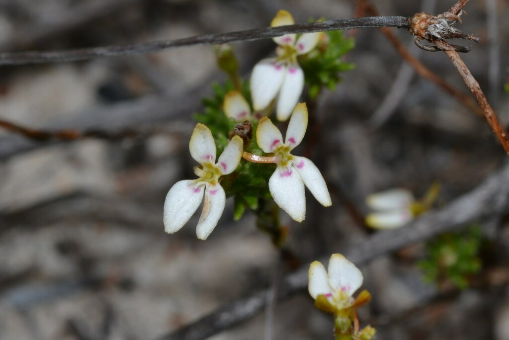 Matted Triggerplant from Hill River WA 6521, Australia on November 22 ...