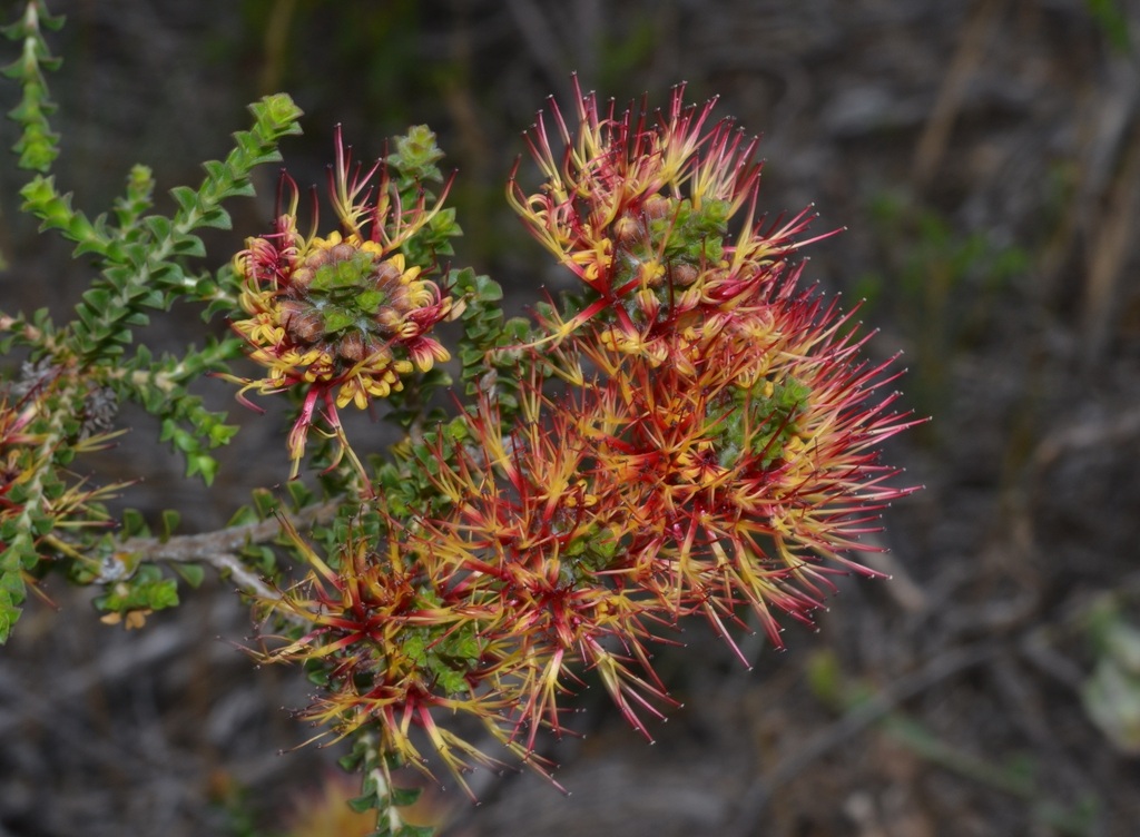 badgingarra beaufortia from Hill River WA 6521, Australia on November ...