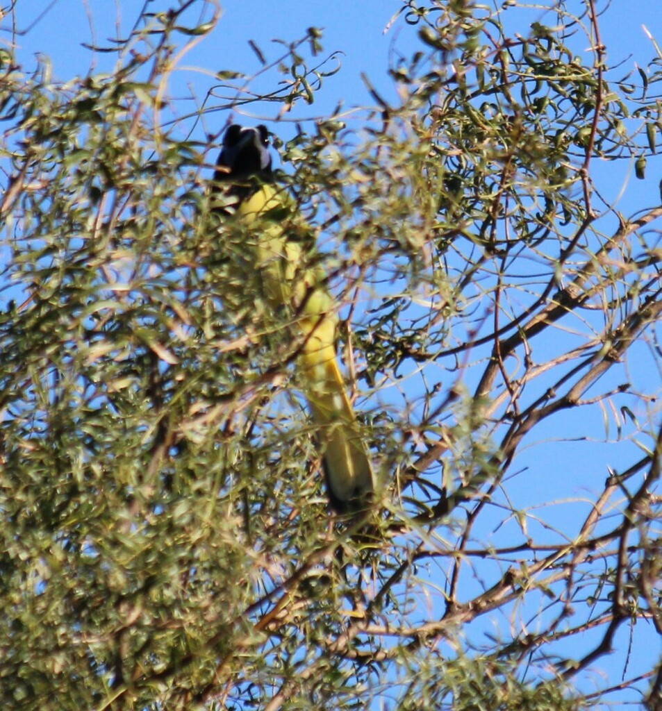 Green Jay from San Patricio County, TX, USA on November 21, 2024 at 10: ...