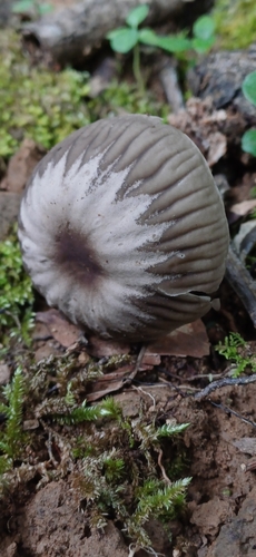 Marasmius heliomyces · iNaturalist United Kingdom