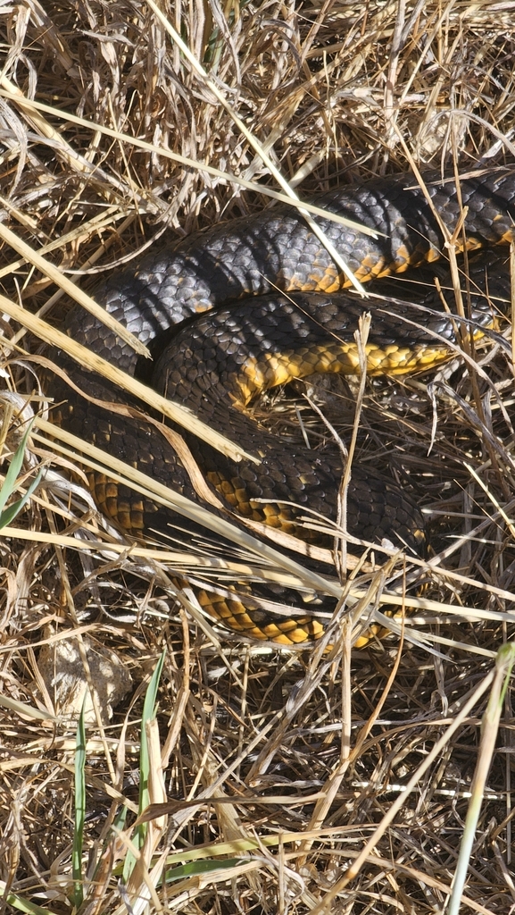 Western Tiger Snake from Rockingham WA 6168, Australia on November 22 ...