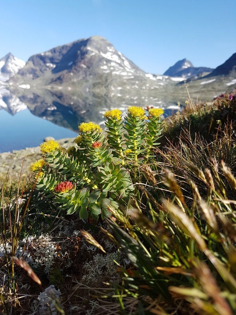 Roseroot (Rhodiola rosea) - Botanical Realm